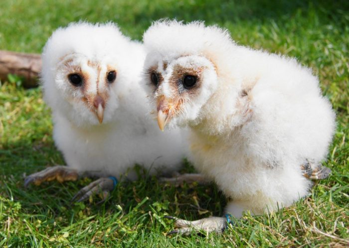 The Raptor Foundation