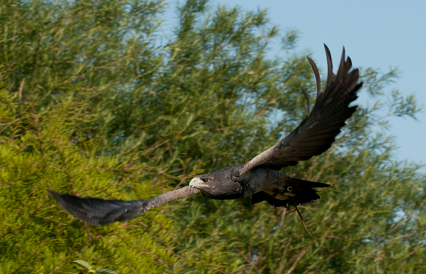 Eagles | The Raptor Foundation