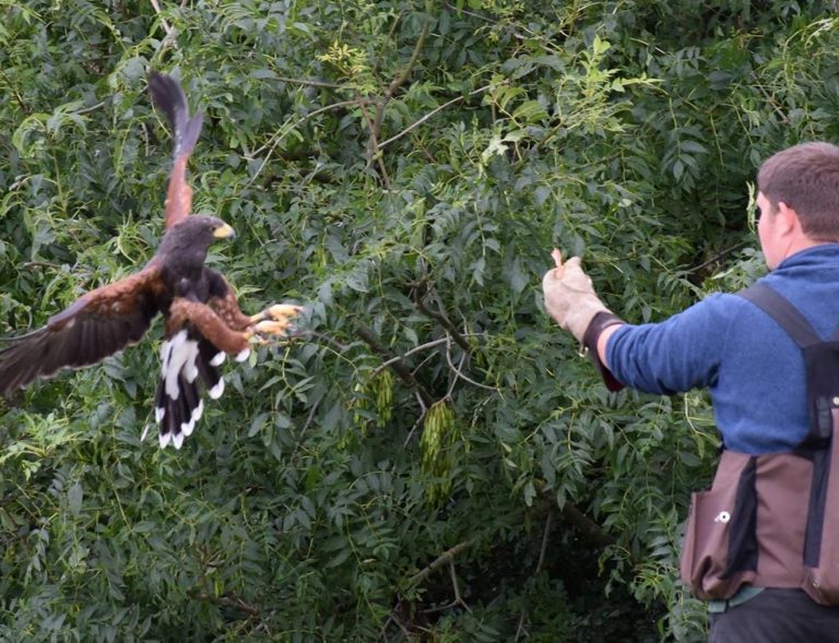 The Raptor Foundation | We rescue, rehabilitate and return injured ...