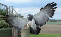 Visit | The Raptor Foundation