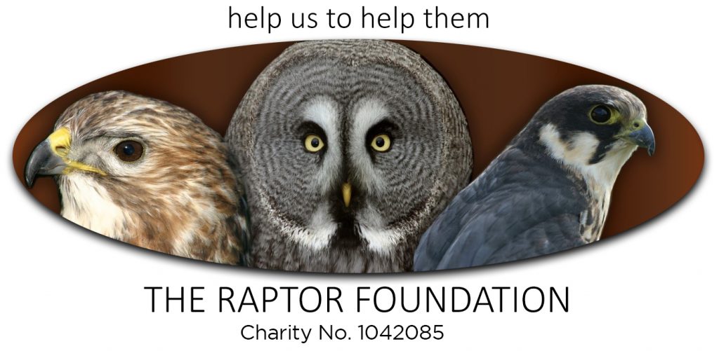 The Raptor Foundation | We rescue, rehabilitate and return injured ...