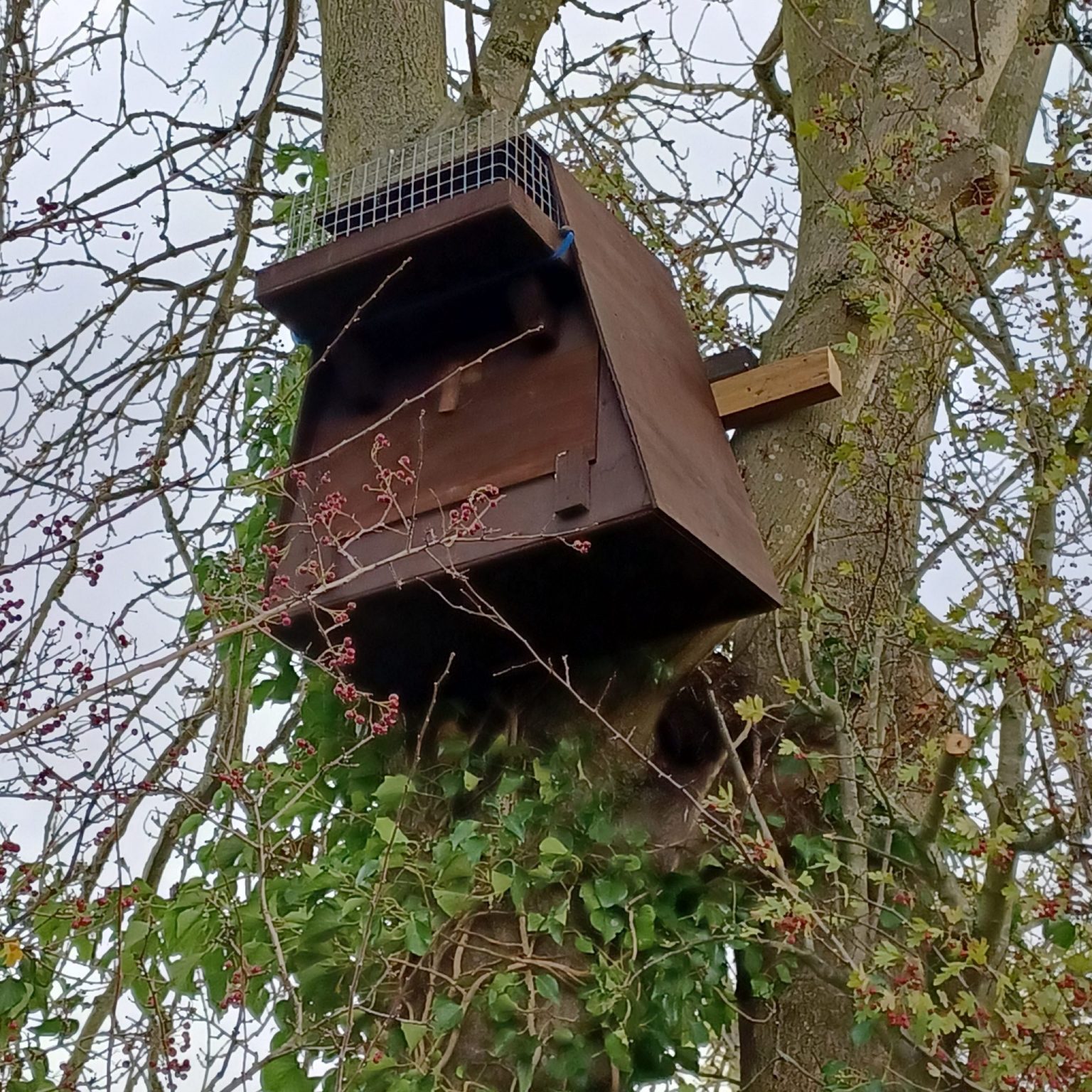 Rescue & Rehab | The Raptor Foundation